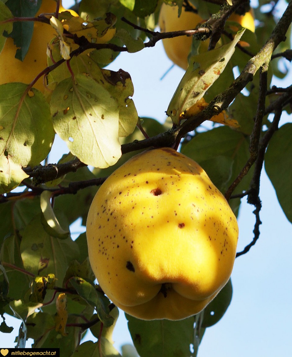 Leckeres Quittenbrot selber machen - Mit Liebe gemacht by Doris Kern ...